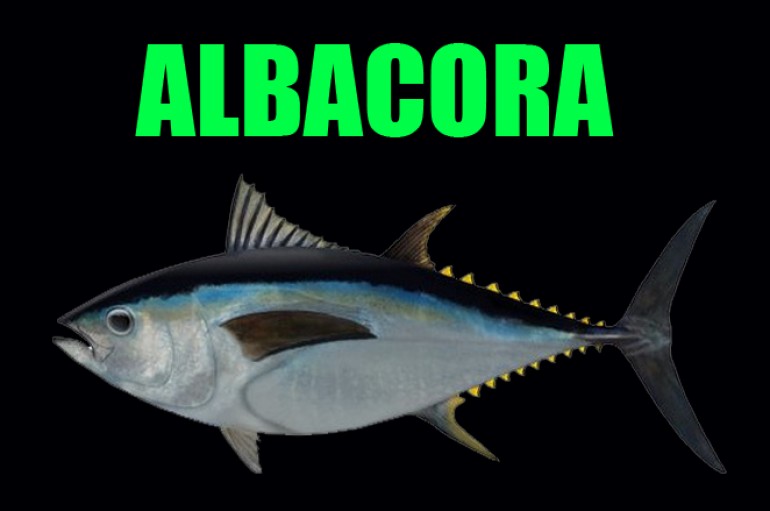 Peixes Água Salgada Archives - Página 3 de 5 - Pesca na Praia