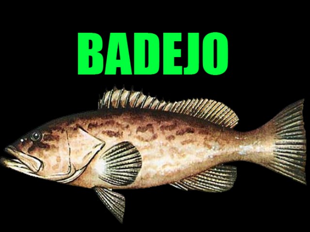 Badejo - peixe de água salgada encontrado em todo o litoral brasileiro