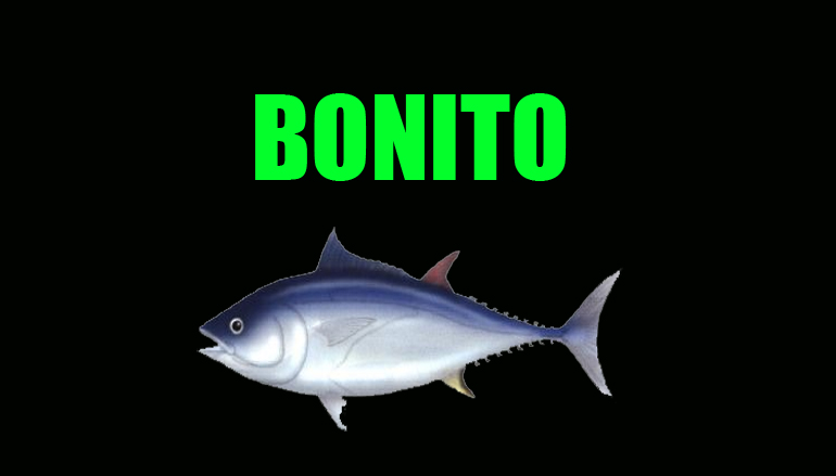 Bonito - peixe de água salgada muito esportivo em sua pescaria