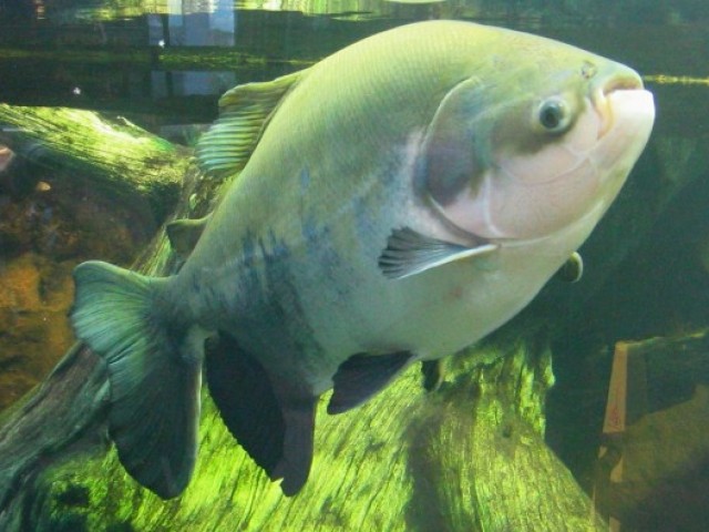 A pesca do Pacu - dicas , técnicas e informações