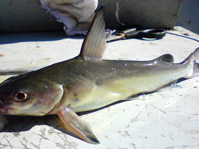 Bagre - o perigo constante das praias