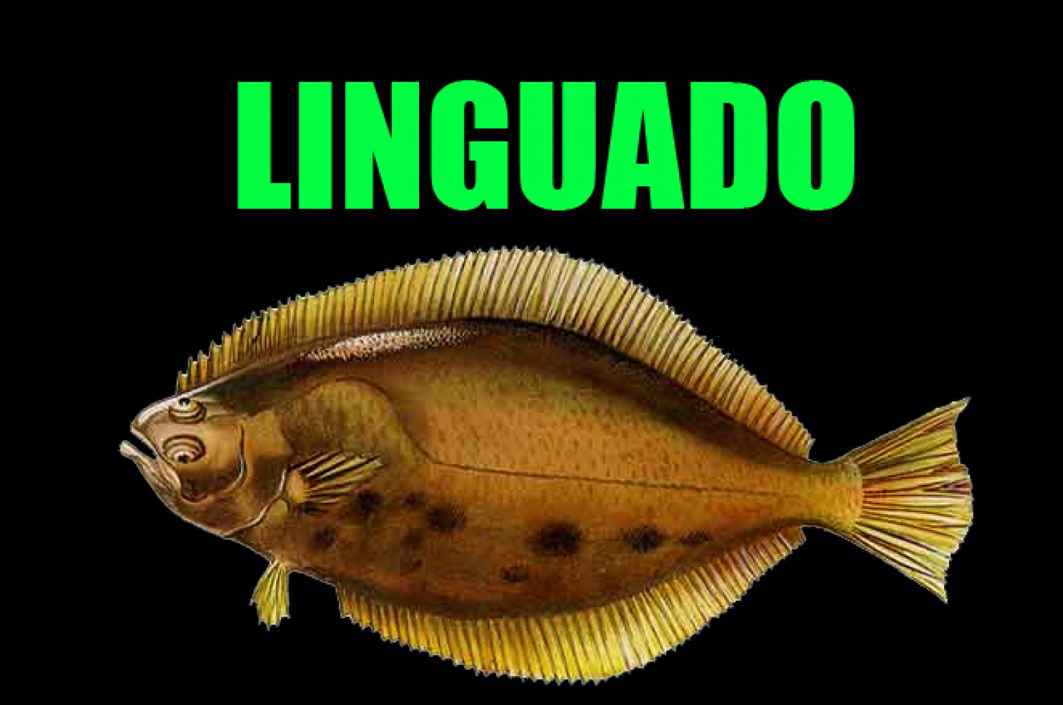 linguado Archives - Pesca na Praia