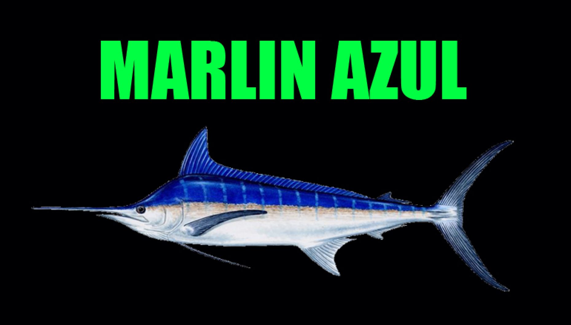 Marlin Azul - Saiba um pouco sobre este peixe