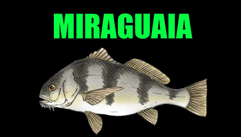 Miraguaia - Dicas e curiosidades sobre este peixe