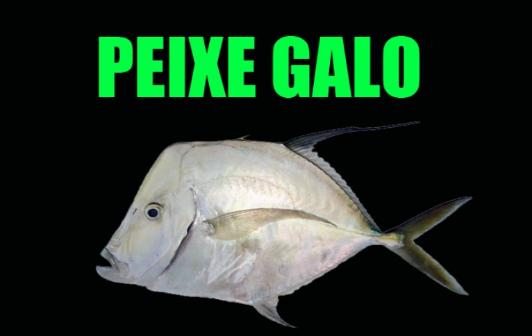 Miraguaia - Dicas e curiosidades sobre este peixe