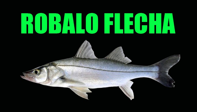 Robalo Flecha - Dicas e técnicas para a pesca deste peixe