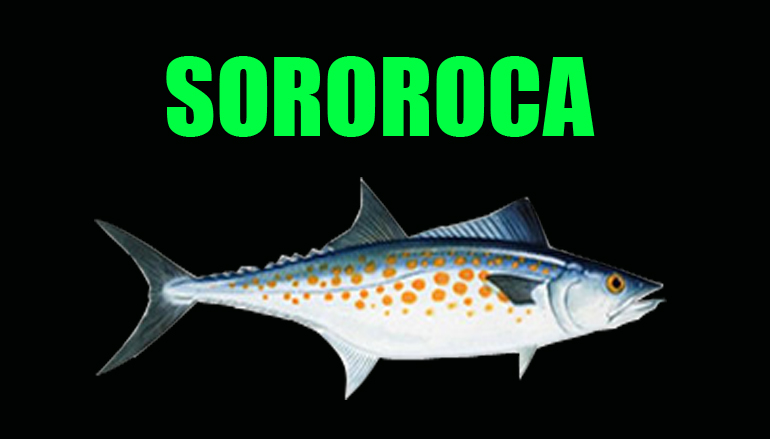 Sororoca - Dicas e técnicas sobre a pesca deste peixe