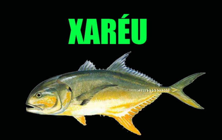 Merluza - Dicas e curiosidades sobre este peixe