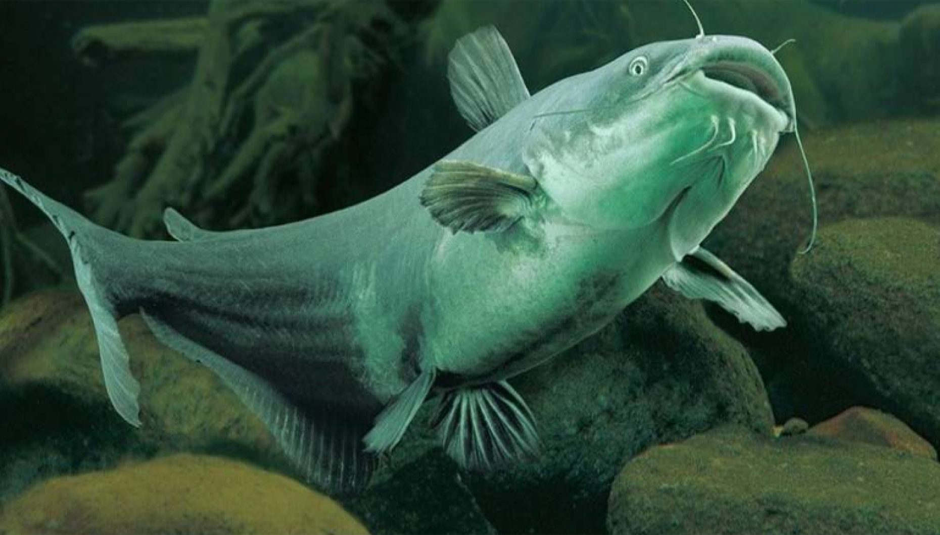 Catfish - Dicas e técnicas para a pesca deste peixe