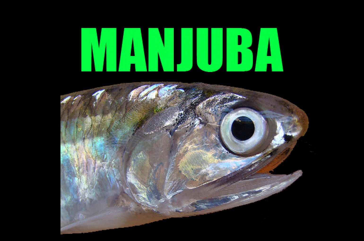 como pescar manjuba Archives - Pesca na Praia