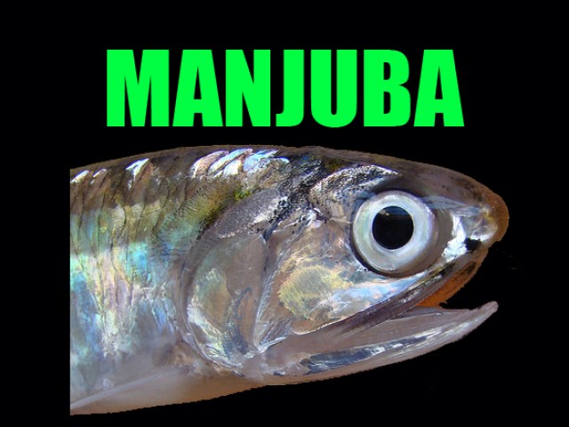 Manjuba - Dicas e curiosidades sobre este peixe