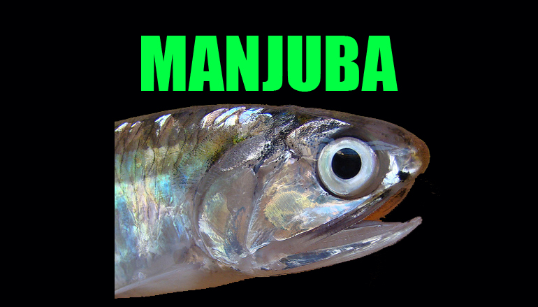 Manjuba - Dicas e curiosidades sobre este peixe